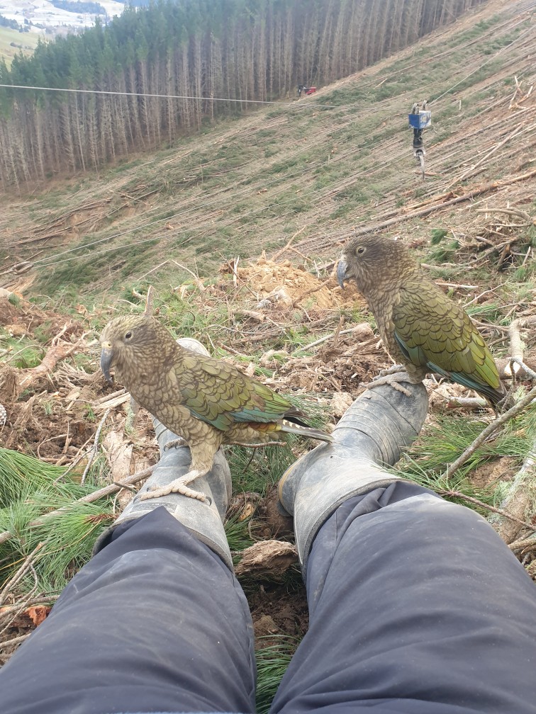 Our beautiful wild kea need our help - One Forty One