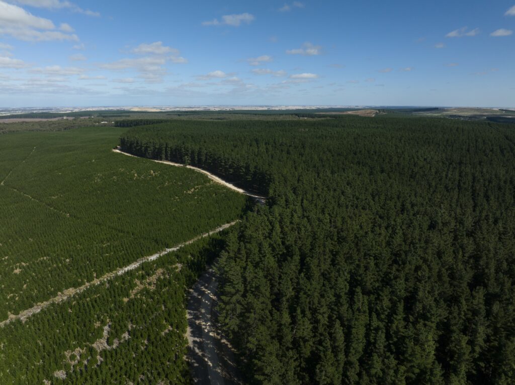 Silviculture Forester - One Forty One
